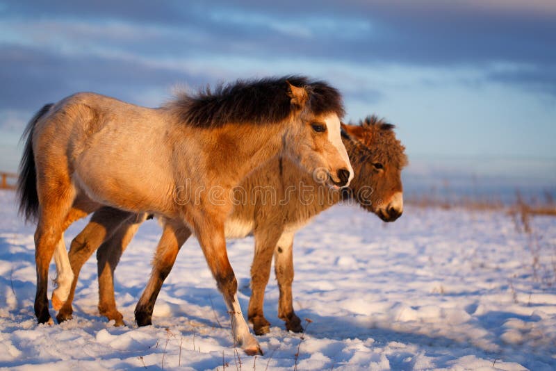 Pony and donkey stock image. Image of evening, horse - 51325257