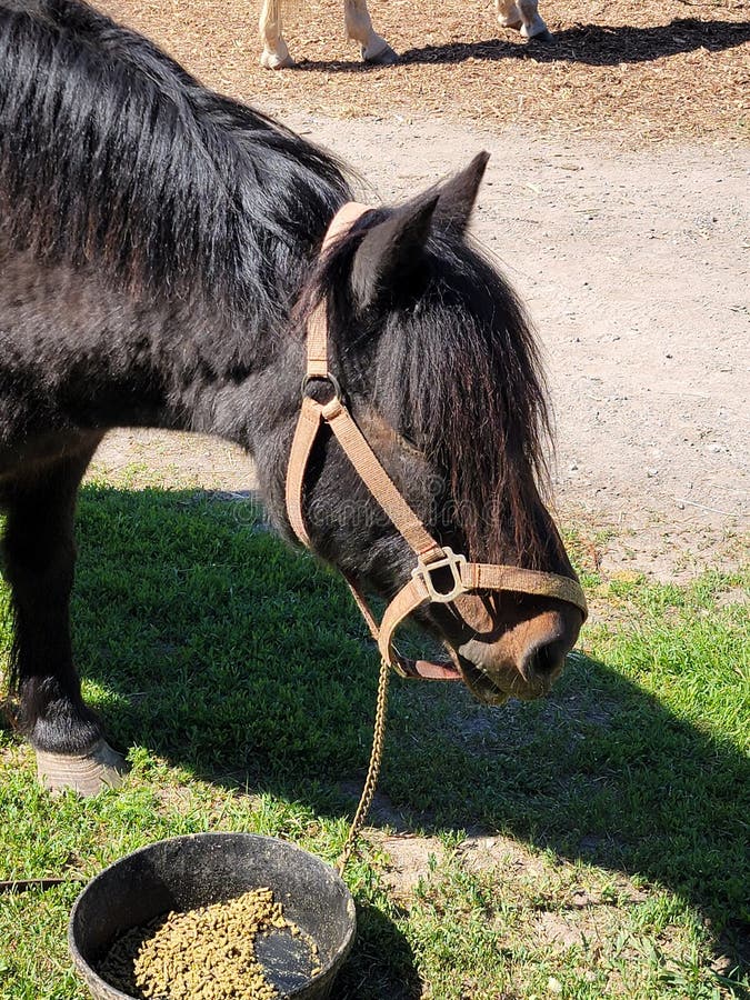 A Pony Eating Grain at the Stables Stock Photo - Image of wildlife ...