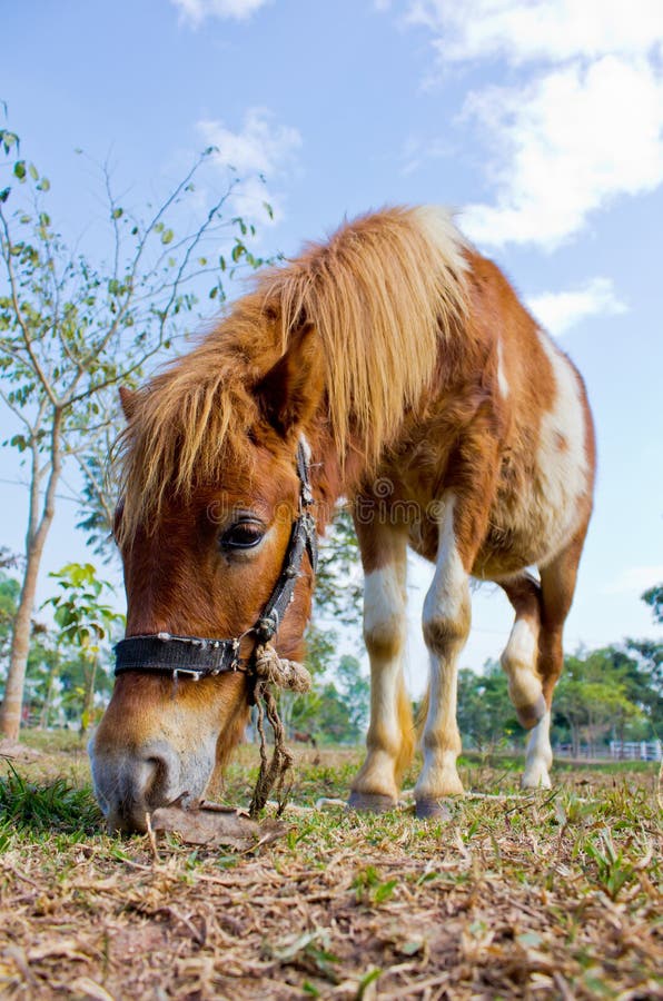 Pony eating grass stock image. Image of eating, shot - 28933029