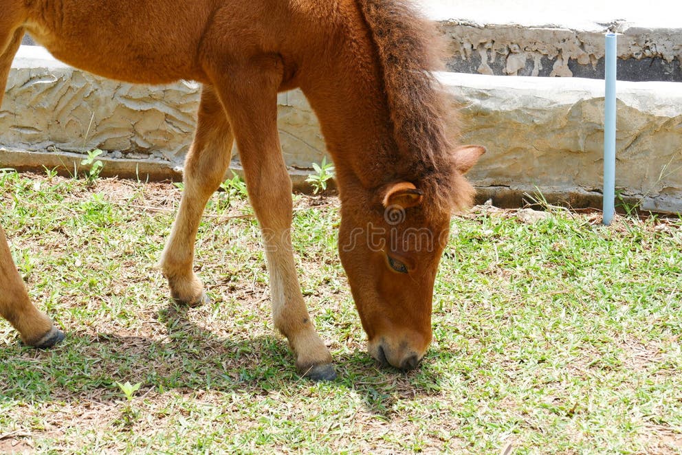 Pony is eating grass stock image. Image of head, outside - 55282633