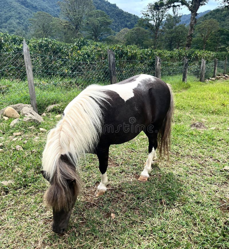 Pony Eating Grass at the Farm Stock Photo - Image of grass, animal ...