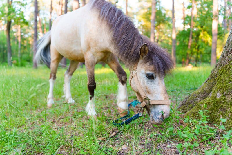 Pony Eating Grass in the Park Stock Photo - Image of greenery, nature ...