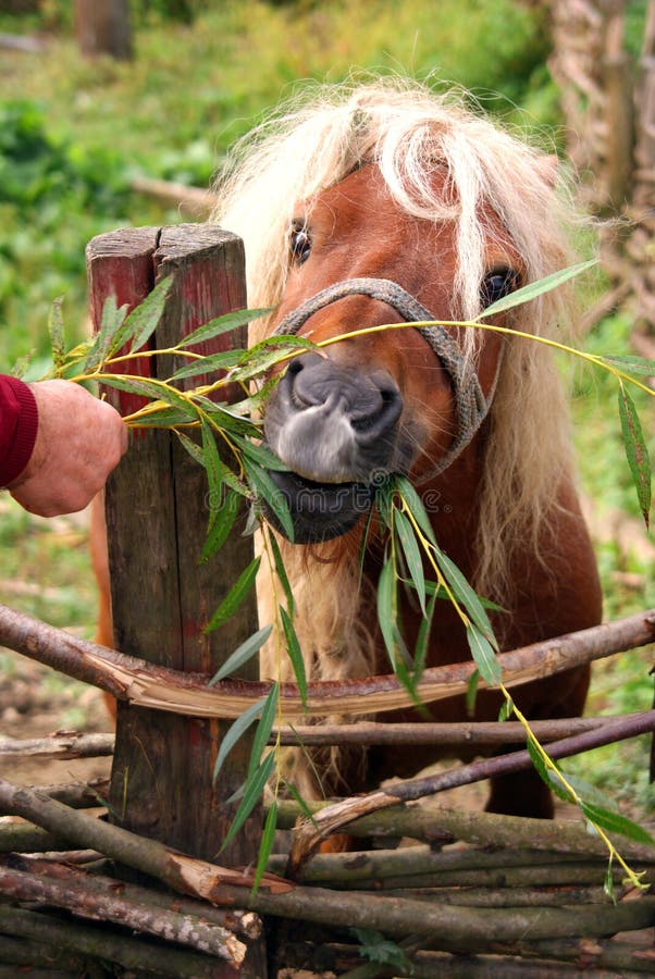 Pony Eating Hay stock photo. Image of ferus, cute, lifestyle - 77064412