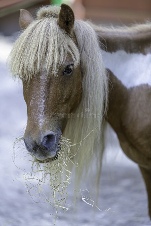 Pony eating hay stock image. Image of cute, horse, grazing - 176257429