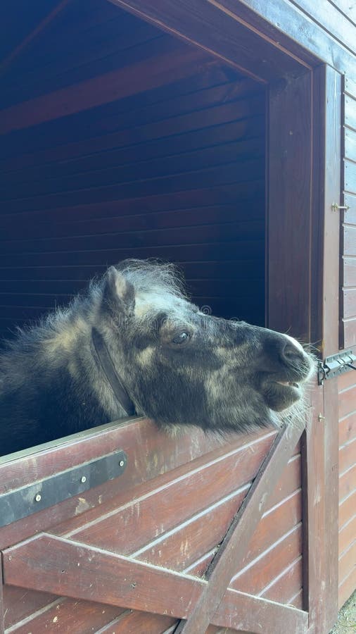 Pony on the farm stock video. Video of head, humor, nature - 380790091