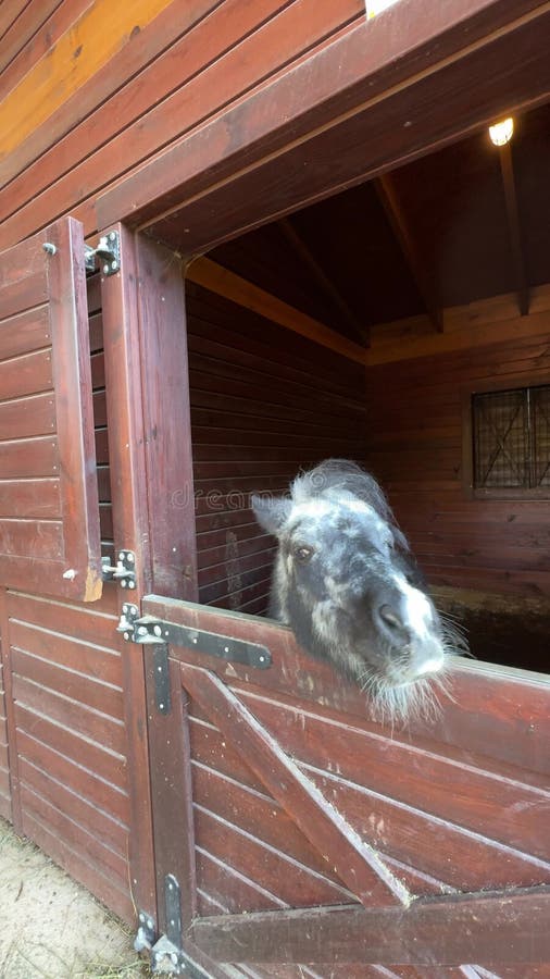 Pony on the farm stock video. Video of hair, domestic - 380790151