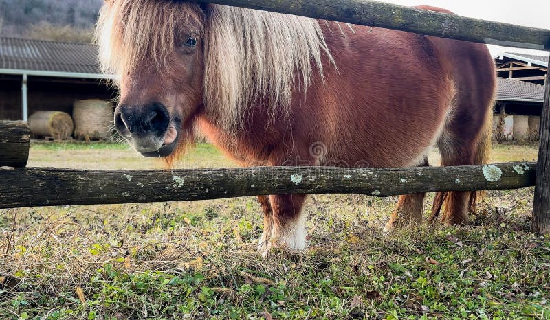 The Pony on the Farm is Eating Grass Stock Photo - Image of pony ...