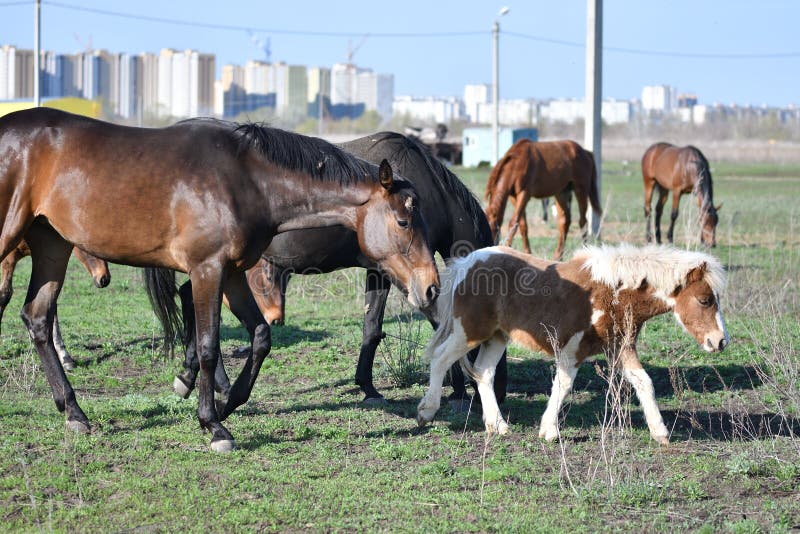 Pony on farm stock photo. Image of field, pasture, ranch - 92093154