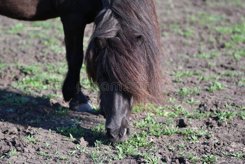 Pony on farm stock photo. Image of ranch, meadow, portrait - 92093172
