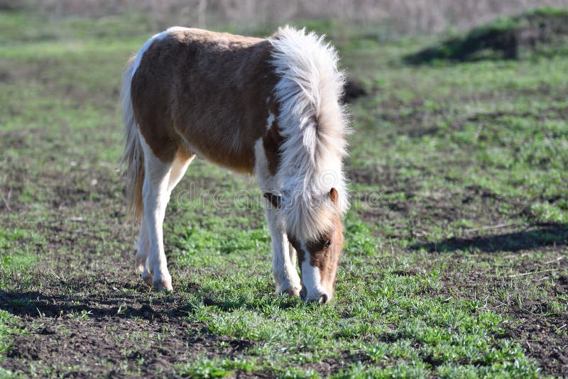 Pony on farm stock photo. Image of wildlife, beautiful - 92093180
