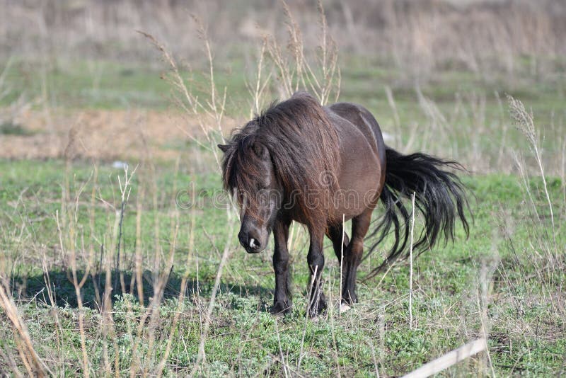 Pony on farm stock image. Image of ranch, equestrian - 92093203