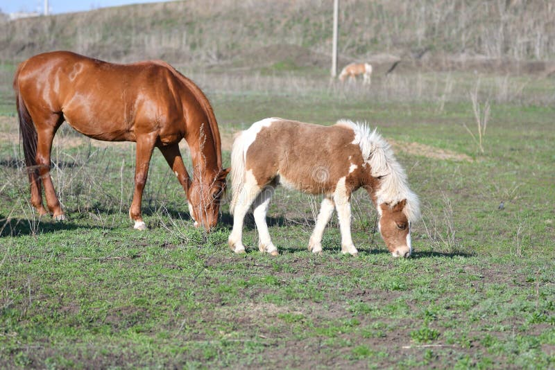 Pony on farm stock image. Image of nature, animal, ranch - 92093207
