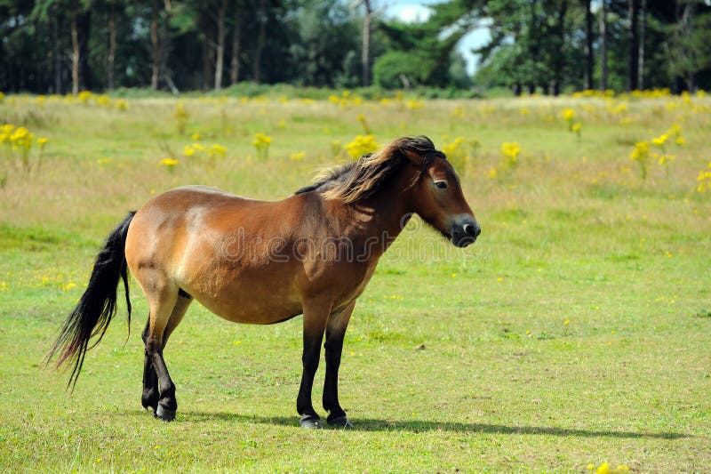 Pony in field stock photo. Image of mare, cloak, chewing - 20726482