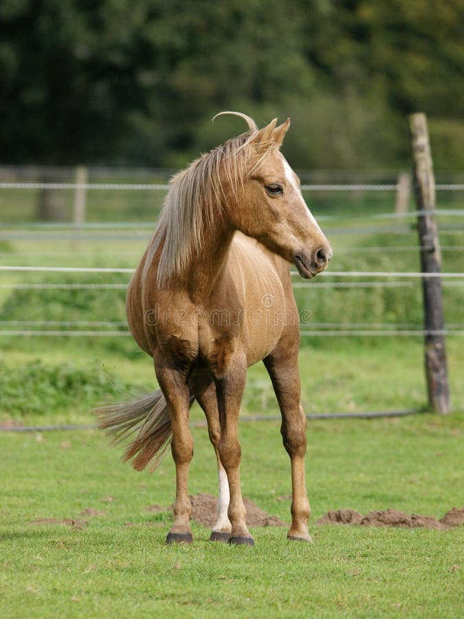 Pony in Field stock photo. Image of pasture, paddock - 154068316
