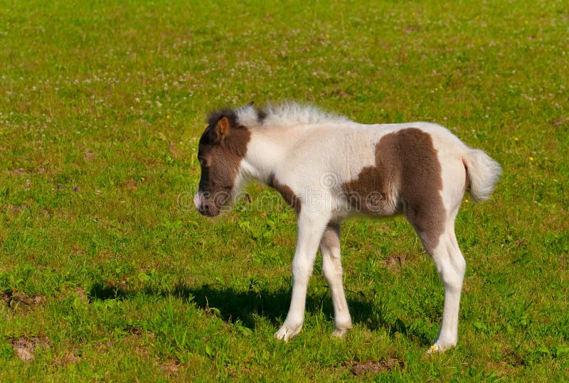 Pony foal stock image. Image of farm, breeding, animal - 24119441