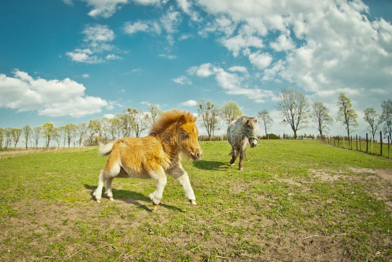 Pony Foal Runs in the Field Stock Image - Image of caress, hairdress ...