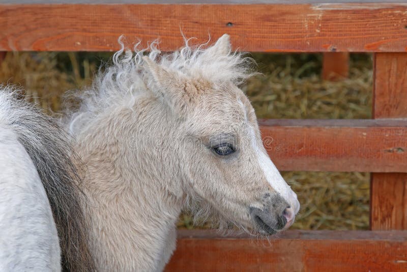 Pony Foal stock photo. Image of pony, breed, small, farming - 152952488