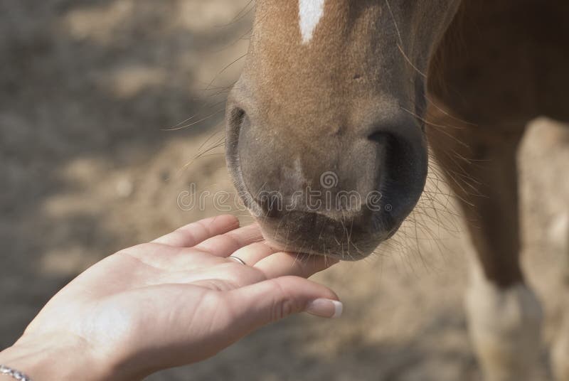Pony with a Hand stock photo. Image of finger, cute, domestic - 10885162