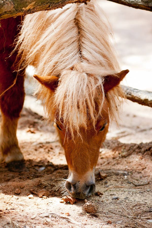 Brown Pony with a Downy Head and a Fluffy Mane Stock Photo - Image of ...