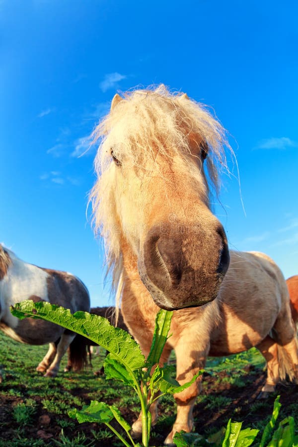 Pony head close up stock photo. Image of brown, little - 33651674
