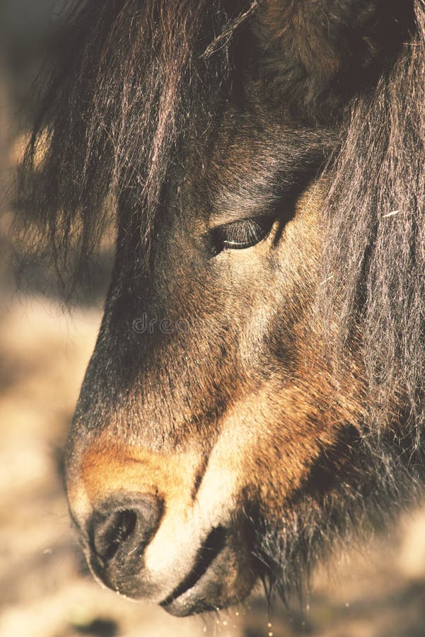 Pony head closeup stock photo. Image of pony, fauna, mammal - 85006608