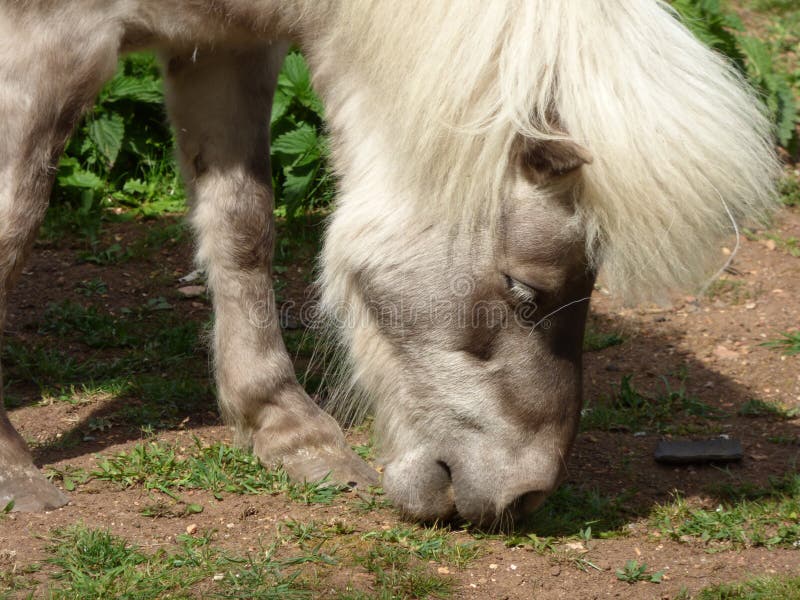 Pony head closeup stock image. Image of close, calm, graze - 40767253