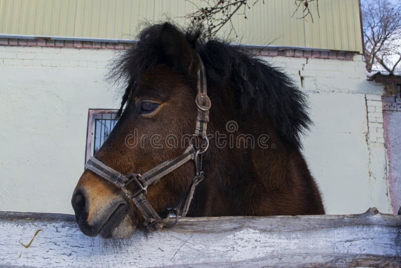Pony head side view. stock photo. Image of distance - 213358260