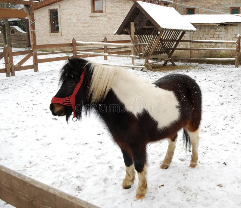 Pony horse stock photo. Image of pony, colt, foal, animal - 12746374