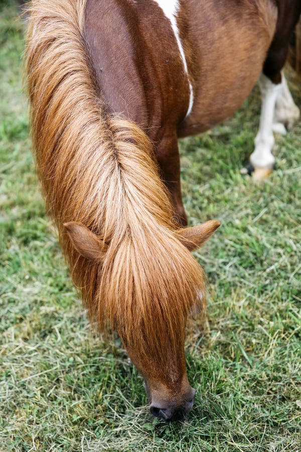 Pony horse on the farm stock photo. Image of pretty - 129750758