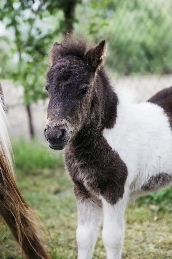 Pony horses on the farm stock image. Image of livestock - 130884213