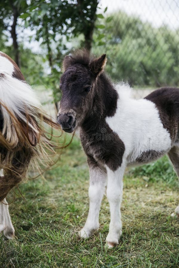 Pony horses on the farm stock photo. Image of pony, meadow - 130993688