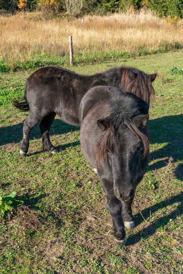 Pony Horses Grazing on a Pasture Stock Image - Image of miniature ...