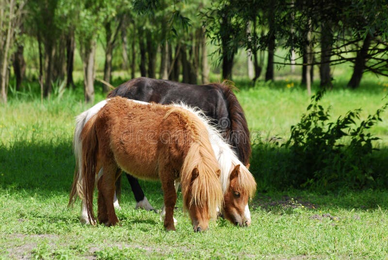 Pony horses in pasture stock photo. Image of colt, foal - 23851324