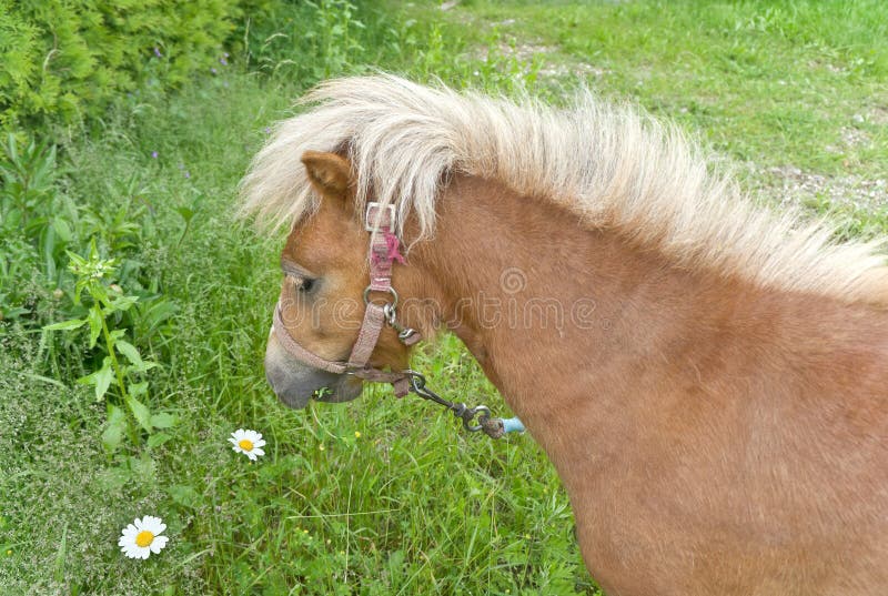Pony on lawn stock photo. Image of grass, village, eating - 42246492