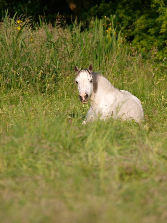 Pony Laying Down stock image. Image of rest, beauty, horse - 34730981