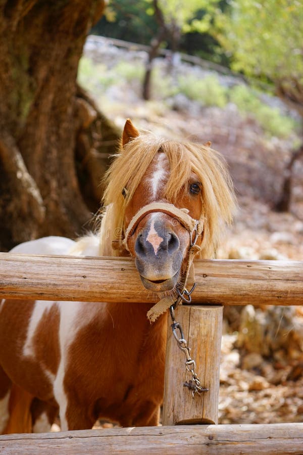 Pony stock image. Image of nature, little, animals, park - 64710179