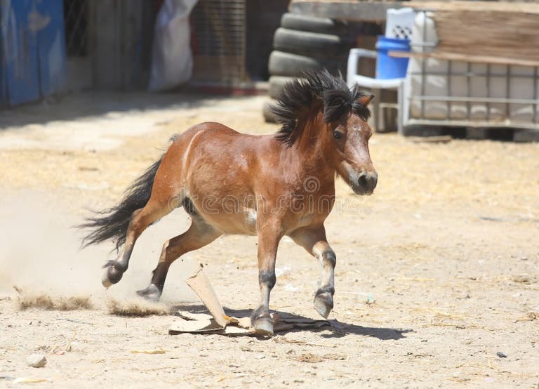 Pony stock image. Image of pony, runs, earth, hooves - 96909871
