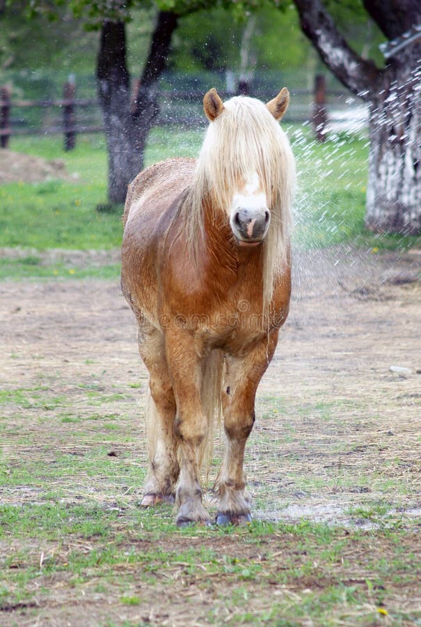 Pony with long hair stock photo. Image of pony, brown - 27951498