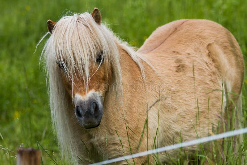 Pony looking through fence stock photo. Image of equestrian - 3363070