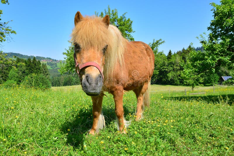 Pony Looks into the Camera in the Pasture Stock Image - Image of camera ...