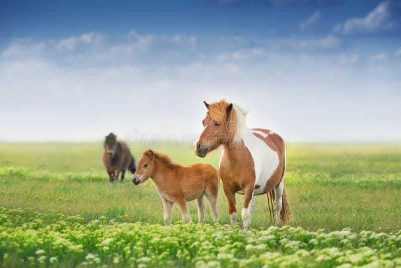 Pony Mare with Foal Running Stock Photo - Image of beautiful, equus ...