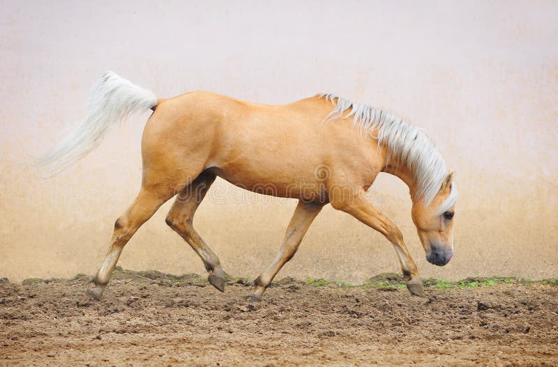Pony moving stock photo. Image of white, chestnut, beast - 17218758