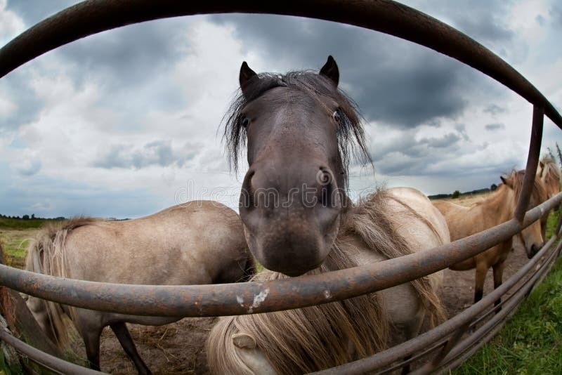 Pony Muzzle on Pasture Close Up Stock Photo - Image of nature, cute ...