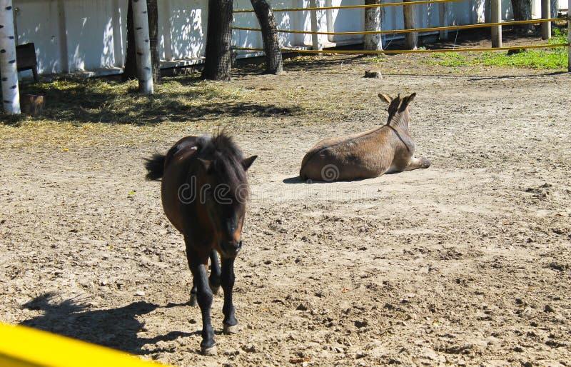 Pony in a paddock stock image. Image of horse, cute - 156495427