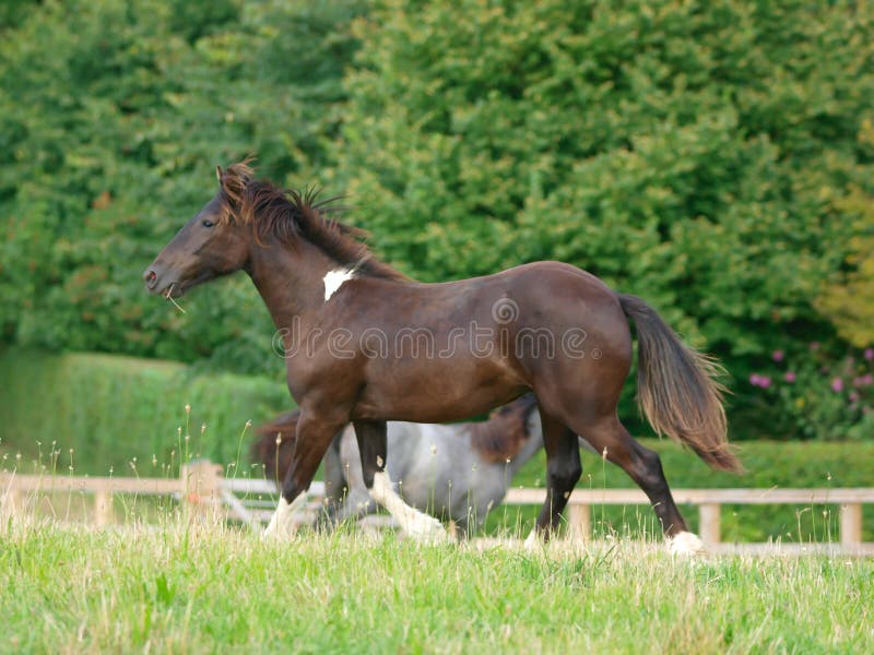 Pony in Paddock stock image. Image of meadow, trotting - 111624335
