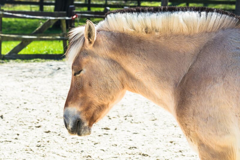 Pony a paddock. stock photo. Image of mold, look, mare - 74552624