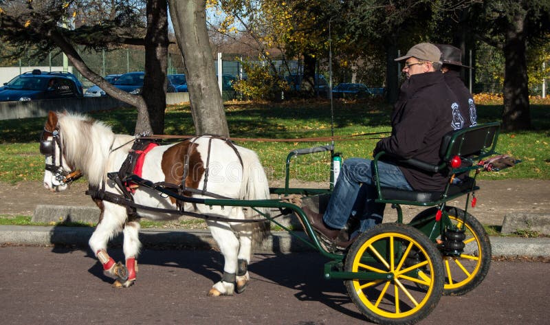 Pony at Paris horse parade editorial stock photo. Image of carriage ...