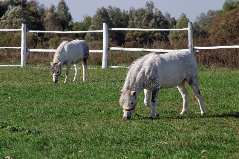 Pony on pasture stock photo. Image of mare, breed, baby - 13073614