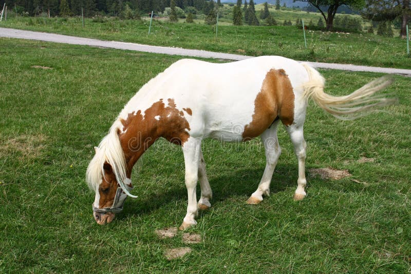 Pony on the Pasture Near the Farm Stock Photo - Image of horses ...