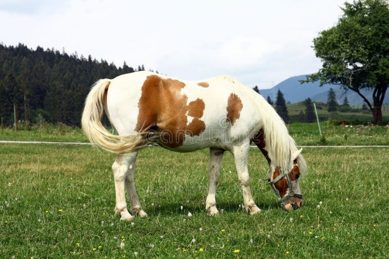 Pony on the Pasture Near the Farm Stock Image - Image of agritourism ...